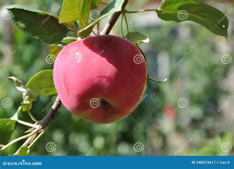 Forbidden Fruit Sweet Stock Image Image Of Flower 248273617