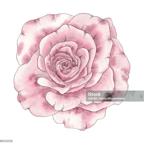 꽃 장미 핑크 수채화 빈티지 손 그리기 그림 식물 Stiyle 디자인 청첩장 Greating 엽서 카드 로고 벽지 직물 화 환 프레임 테두리에 대한 예술 스케치 결혼식에