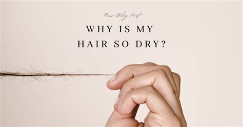 Paul Kemp Hairdressing Why Is My Hair So Dry Hairdressers In