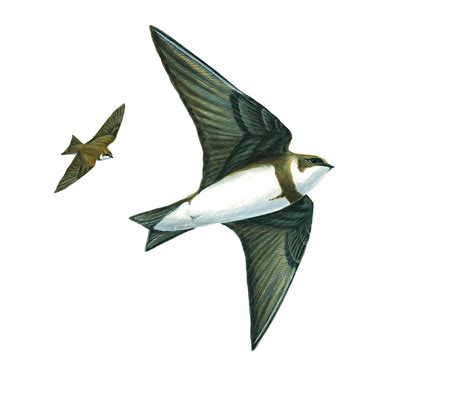 Sand Martin Bird Facts Riparia Riparia