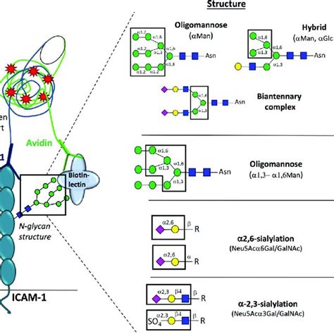 Proximity Ligation Assay Pla Schematic And Lectin Specificity