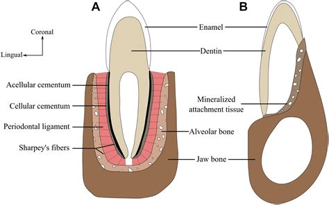 Frontiers Current Perspectives On Tooth Implantation Attachment And