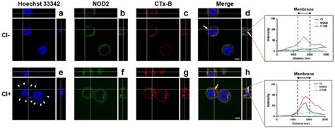 C Innocuum Recruits Nod2 To Membrane Rafts Ht 29 Cells Were Infected