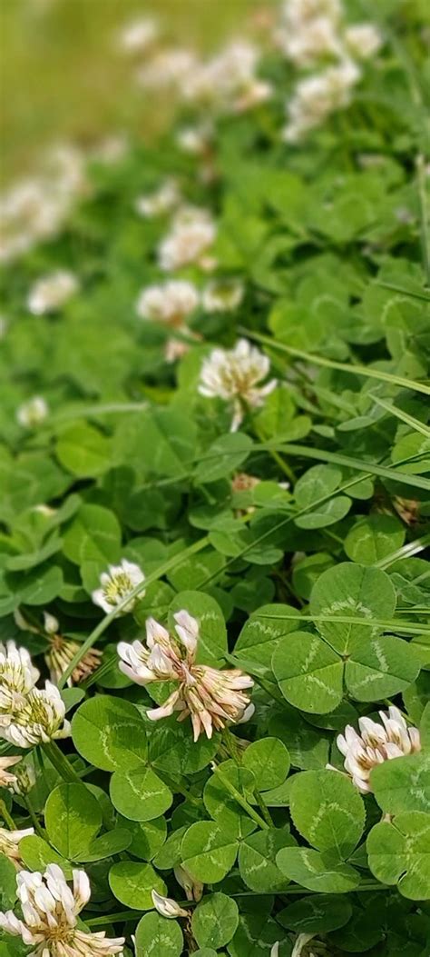Clover Shamrock Flowers Free Photo On Pixabay Pixabay