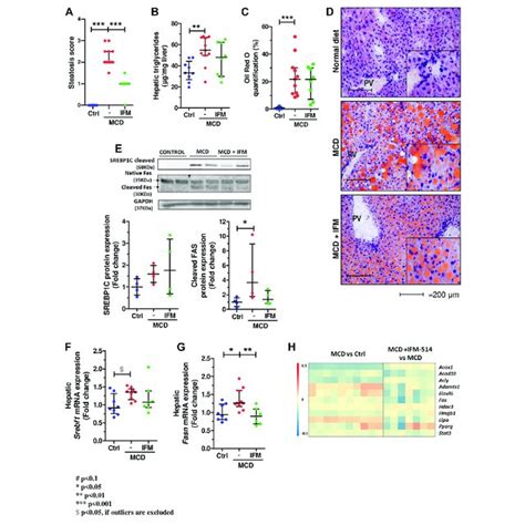 Ifm 514 Reduces Hepatic Steatosis In Mcd Fed Apoe Mice Steatosis