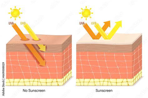 UV Protection Penetration Into The Human Skin The Difference Between Skin Without Sunscreen