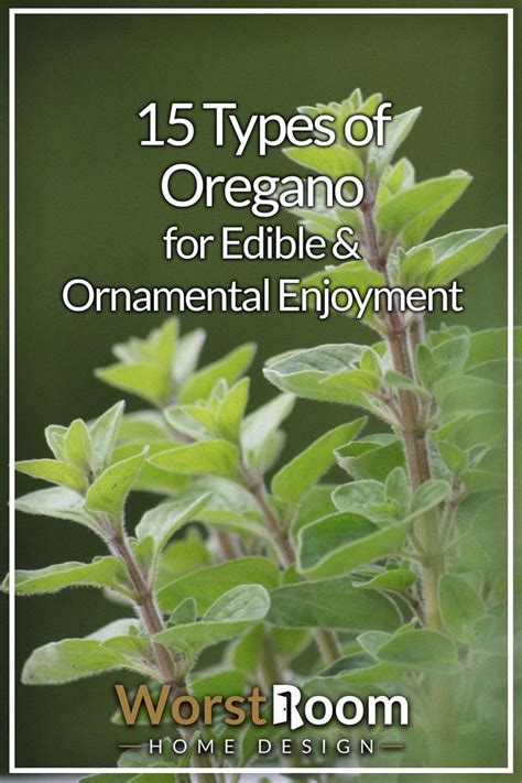 15 Types Of Oregano For Edible Ornamental Enjoyment Artofit