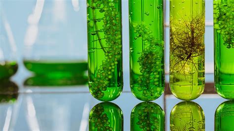 What Is The Global Biofuel Alliance And How Is India Contributing To It