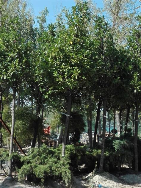 Lovor Višnja Prodaja Sadnica Lovor Višnje Urban Garden