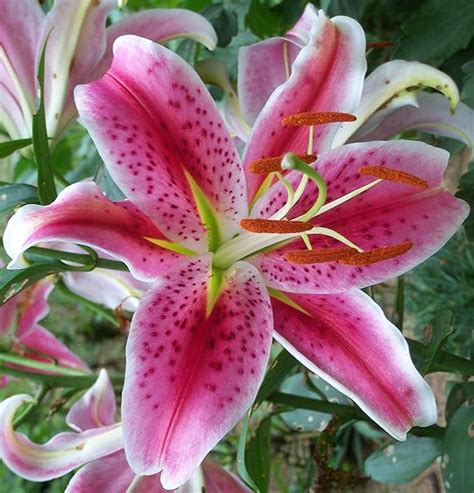 Amazon 4 Bulbos Grandes De Lirio De Estrellas Florecientes