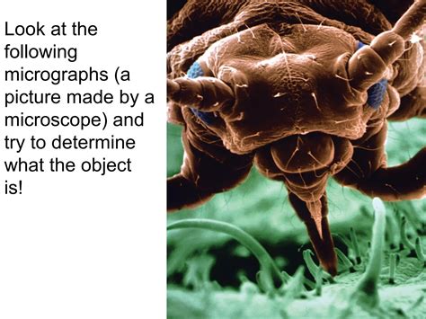 Types Of Microscope Ppt