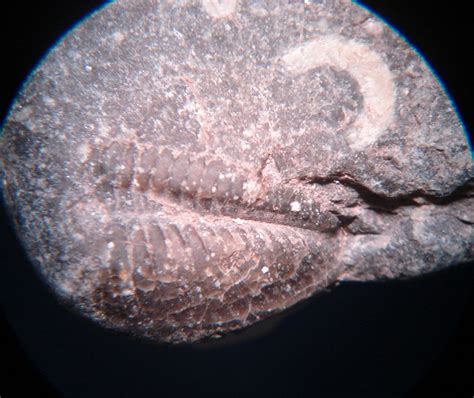 Crinoidal Limestone Uk Fossil Collecting