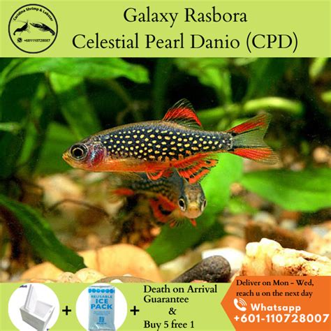 Galaxy Rasbora Celestial Pearl Danio Cpd Lazada