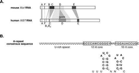 The Repeat Structure Of Xistxist Rna A Repeats Are Conserved Between