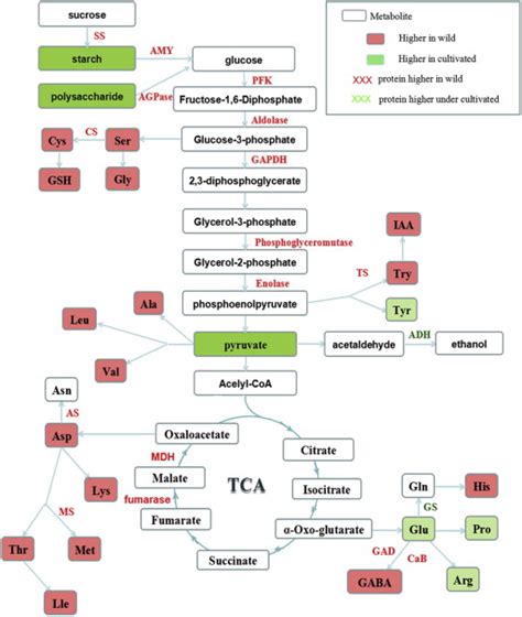 Carbohydrate Metabolism And Amino Acid Metabolism Differences Between