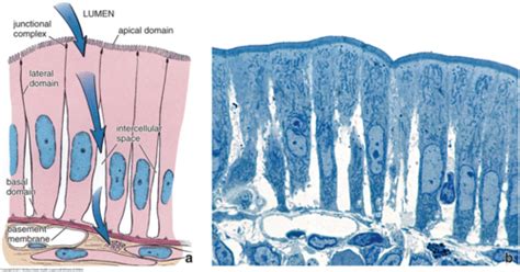 Histology Epithelial Tissue Flashcards Quizlet
