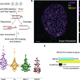 Super Resolution Visualization Of CPT Induced Damaged Replication Foci
