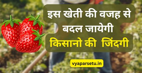 Strawberry Farming स्ट्रॉबेरी की खेती इस खेती की वजह से बदल जायेगी