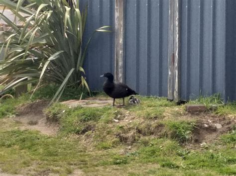 Grumpy Father To Be Is Now Proud Father Of Three Rnewzealand