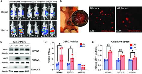 Murine Models Of Ovarian Cancer Exhibit Omental Metastasis A Heya8