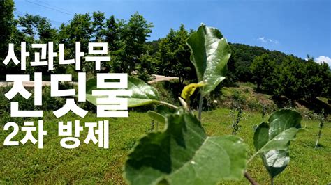 사과나무 살충제진딧물 2차 방제 20230609 Youtube
