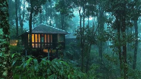 Дождь в туманном лесу для мгновенного сна Звуки дождя и грома Youtube Music