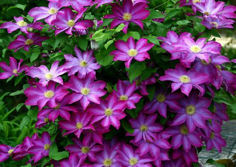 Clematis Flower Wallpapers Wallpaper Cave
