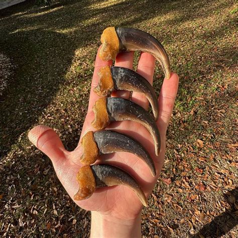 Grizzly Bear Claws Taxidermy And Skulls