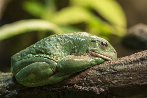 Frog Sex Stock Image Image Of Bumble Small Animal Jungle 4559235