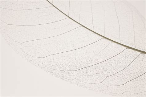 스켈레톤은 베이지 색 배경을 남깁니다 흰색 베이지 색 배경에 흰색 해골 잎 스켈레톤 잎 텍스처 아름다운 자연 식물 배경 자연과