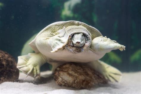 The Chinese Trionyx Turtle Pelodiscus Sinensis Swimming In The Aquarium