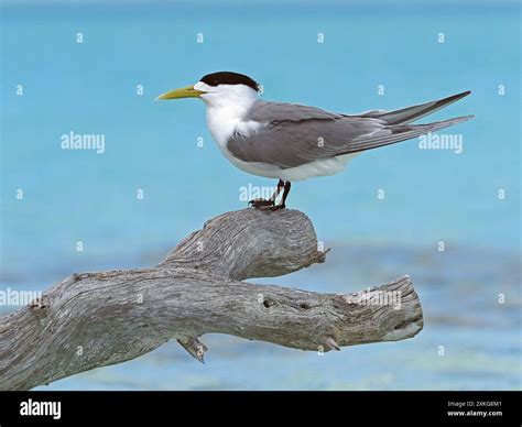 Greater Crested Tern Thalasseus Bergii Sterna Bergii Perching On Dead Wood On The Beach