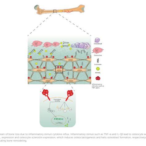 The Summary Of Differences Between Osteocytic And Anosteocytic Bone