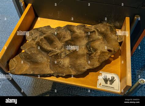 Placoderm Fish Fossil Dunkleosteus Terrelli In The Byu Paleontology