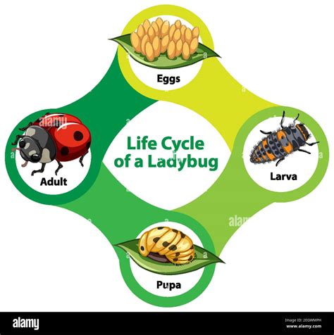 Life Cycle Of A Ladybug