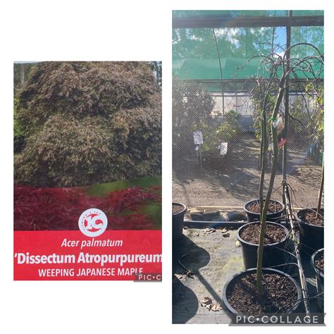 Weeping Maple Atropurpureum Bravo Nursery