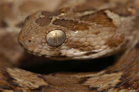 Saw Scaled Viper Native Nature