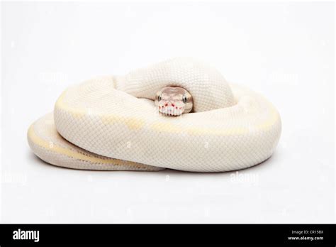 Opal Diamond Ball Python Or Royal Python Python Regius Male Stock