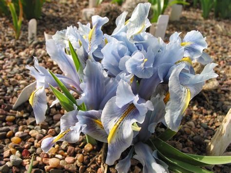 World Of Irises Juno Hybrids With Iris Sindjarensis