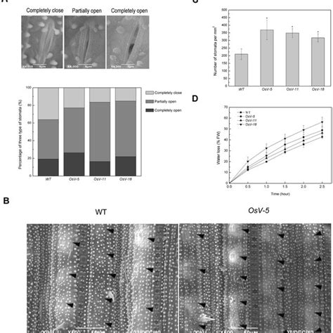 Yeast Complementation Assay Wide Type Wt Yeast Stain By4741 Osvha A Download Scientific