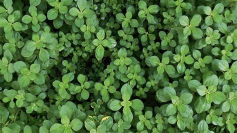 Para qué sirve el boldo una planta increíble para tu salud