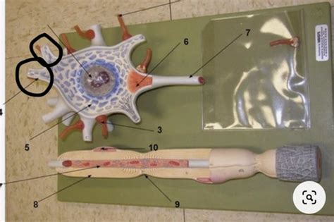 Lab Nerves With Pictures Flashcards Quizlet