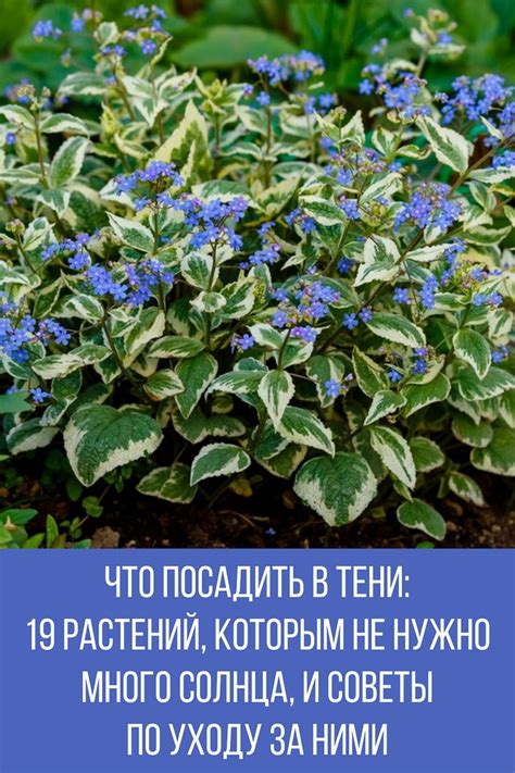 Что посадить в тени 19 растений которым не нужно много солнца и