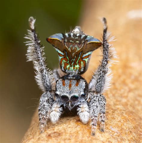 Maratus Manjimup — Peacock Spider