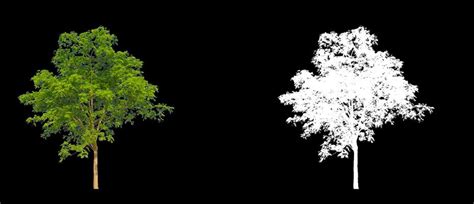 Growing Tree Animation Stock Photos Images And Backgrounds For Free Download