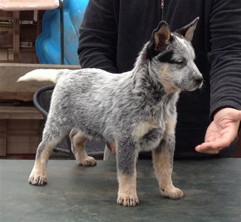 Australian Stumpy Tail Cattle Puppies Behavior And Characteristics In Different Months Until One