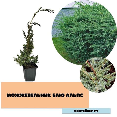 Можжевельник Блю Альпс - купить с доставкой по выгодным ценам в ...