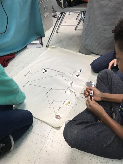 Dichotomous Key Activity Mrs Wippich S Class Website