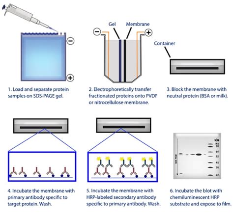 Western Blotting Flow Chart