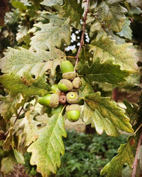 25 Popular Types Of Quercus Pictorial Guide